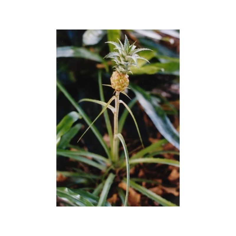 Ananas nanus 'Miniature Pineapple' Seeds - Price €3.00