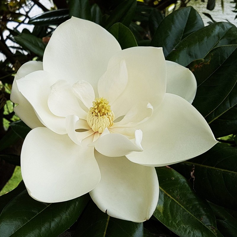 Prezzo: €3.00 - Semi di MAGNOLIA SEMPREVERDE (Magnolia grandiflora)