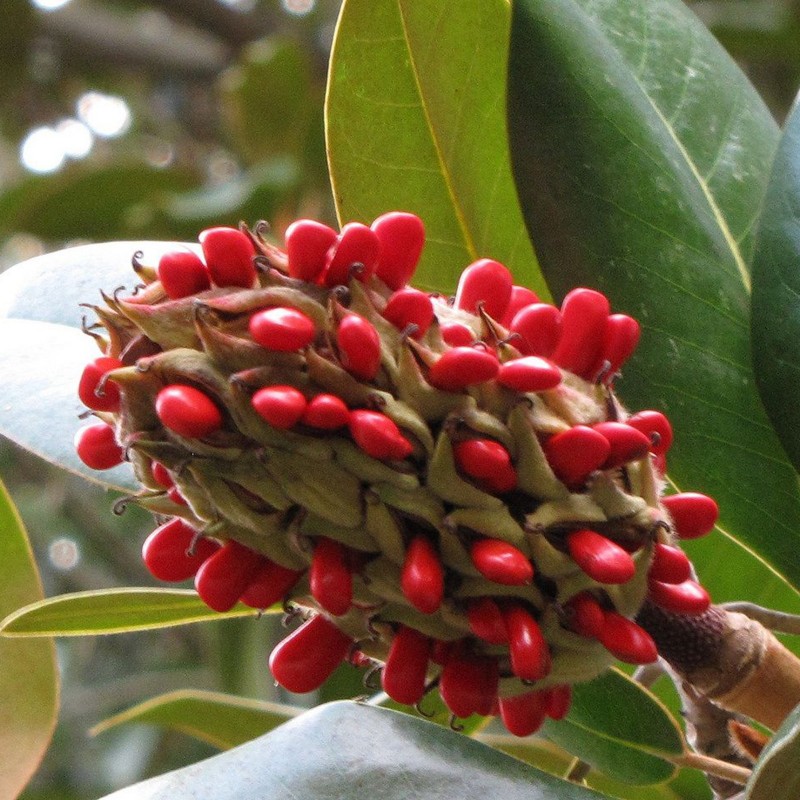 Southern Magnolia - Bull Bay Seeds | €3.00🌸🌿🌱🌳🌼