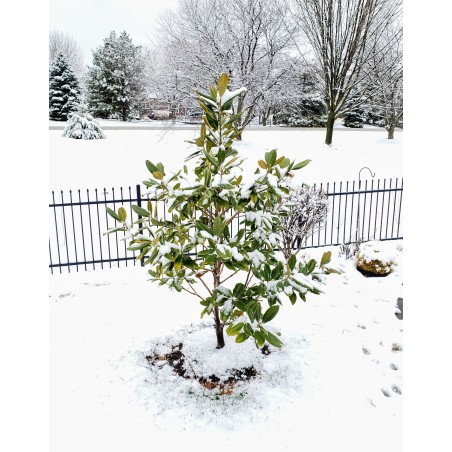 Semi di MAGNOLIA SEMPREVERDE (Magnolia grandiflora) - Prezzo €3.00