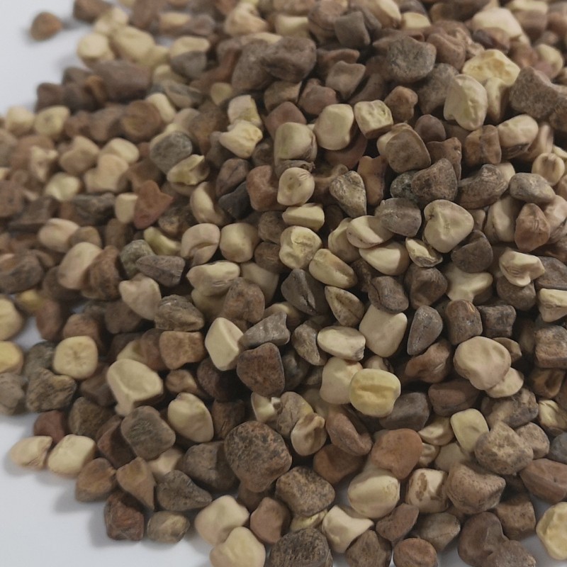 Colorful Indian Pea Seeds (Lathyrus sativus) - €2.15