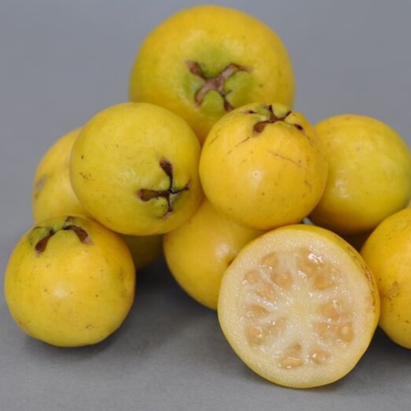 Semi di Guayaba Peruana (Psidium cattleianum) - Prezzo €3.25