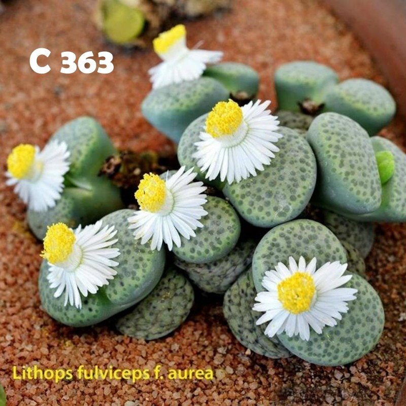 Price: €1.95 - Lithops - Living stone Seeds