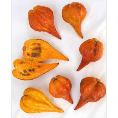 Price: €18.00 - Rare Papaya Carica weberbaueri Seeds