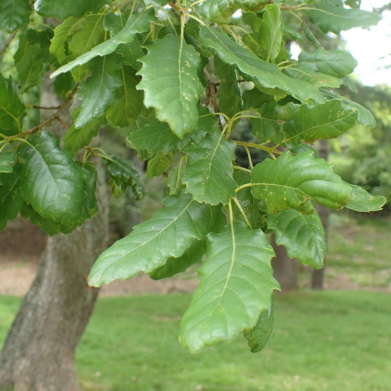 Aleppo Oak seeds (Quercus infectoria) | €9.95🌸🌿🌱🌳🌼