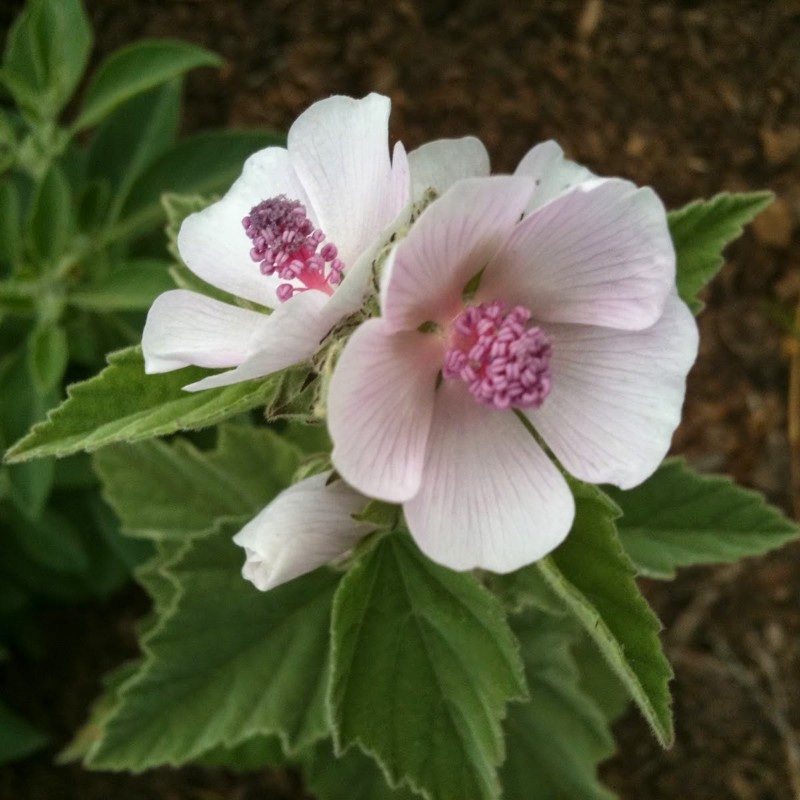 Price: €1.85 - Marsh-mallow Seeds (Althaea officinalis)
