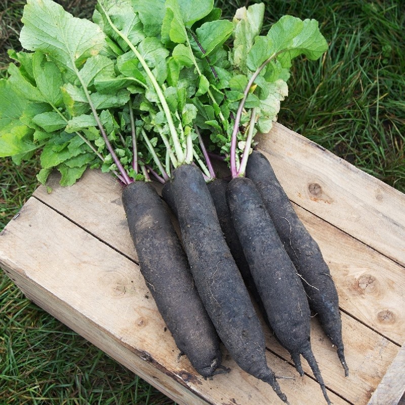 Black mountain beet seeds | €1.25🌸🌿🌱🌳🌼