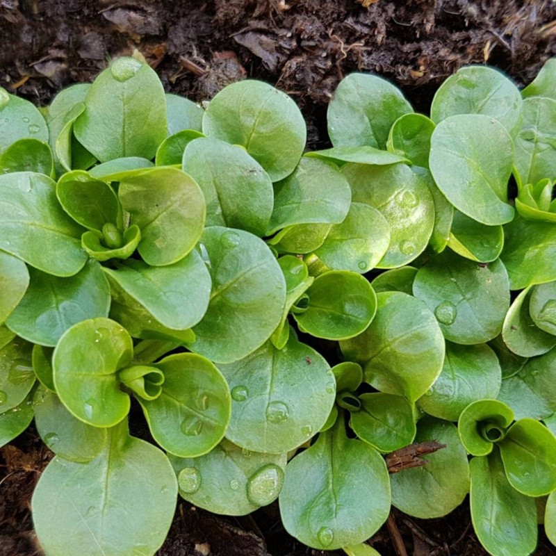 Corn Salad Lettuce 2000 Seeds - Price €6.00
