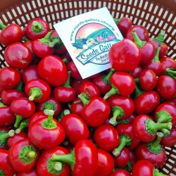 Large Red Cherry Chili Seeds - Price €1.65