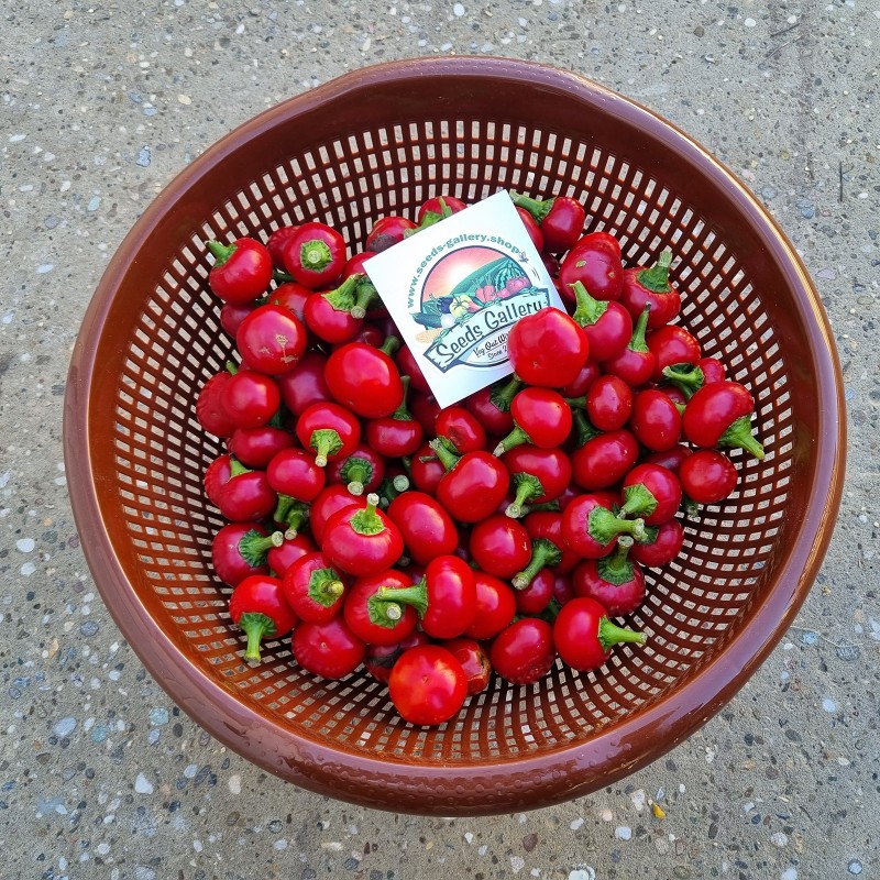 Price: €1.65 - Large Red Cherry Chili Seeds