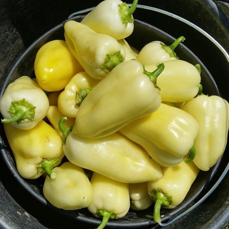 Semillas de pimiento dulce Amanda - Precio: €2.15