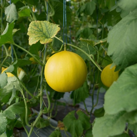 Seme Dinje Medna Rosa | 1,95 €🌸🌿🌱🌳🌼