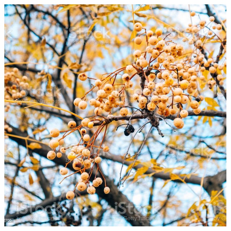 Graines Margousier à feuilles de Frêne, Lilas de Perse (Melia azedarach ...