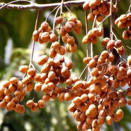 Prix : €2.50 - Graines Margousier à feuilles de Frêne, Lilas de...
