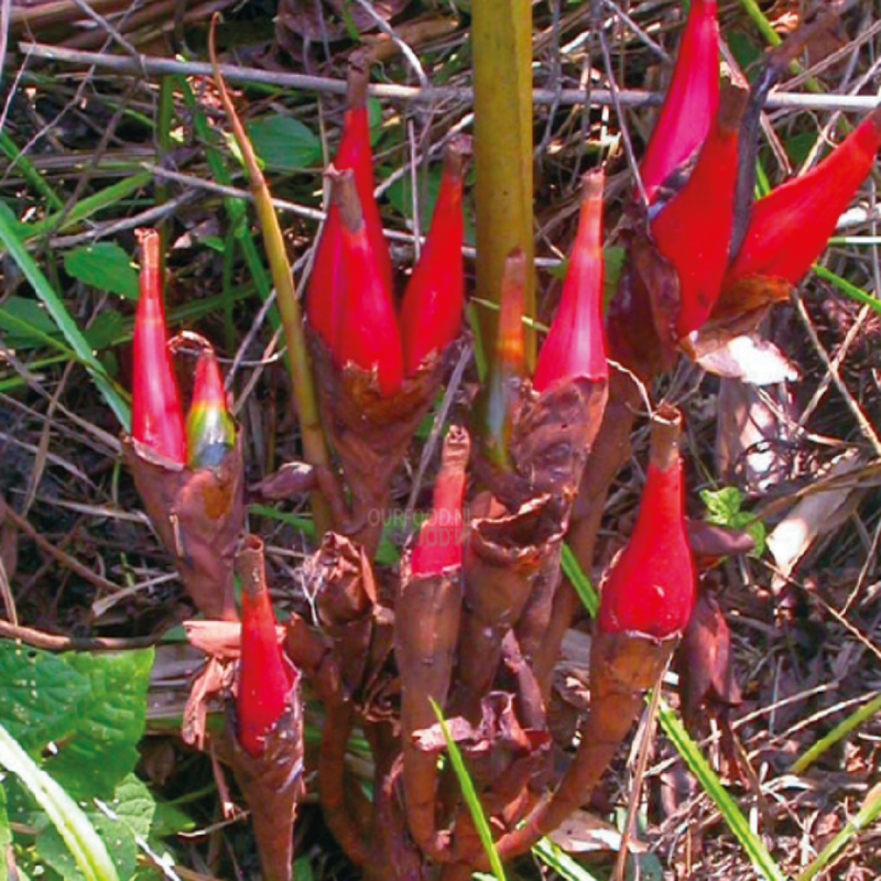 Price: €4.30 - Wild Cardamom seeds (Aframomum angustifolium)