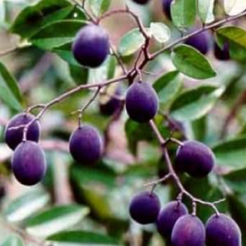 Graines de tamarin prune (Dialium indum)