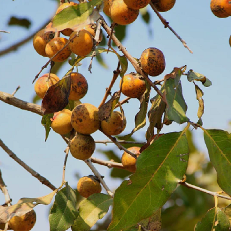 Preț: €6.50 - Abanos de Coromandel, abanos din India de Est...