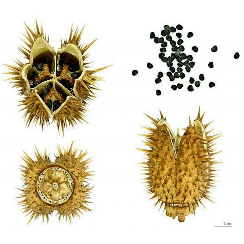 Jimson weed Seeds or Devil's snare (Datura stramonium) | €2.25🌸🌿🌱🌳🌼