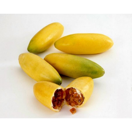 Graines Fruit de la Passion Banane (Passiflora mollissima) - Prix...