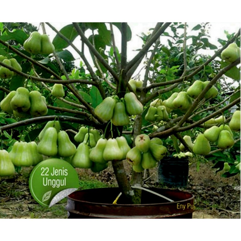 Price: €4.50 - Java Apple Seeds, Rose Apple, Wax Jambu