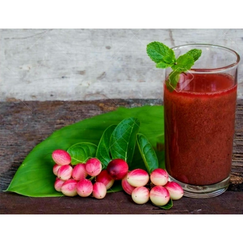 Semillas de Cainito, Caimito, Cayumito (Chrysophyllum Cainito)