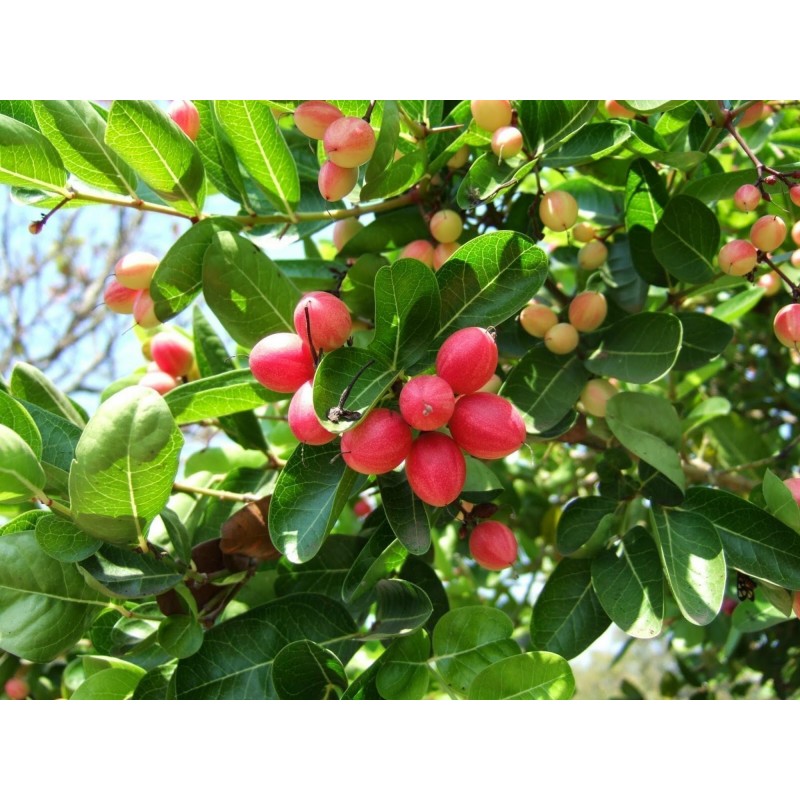 Precio: €2.95 - Semillas de CARANDA (Carissa carandas)