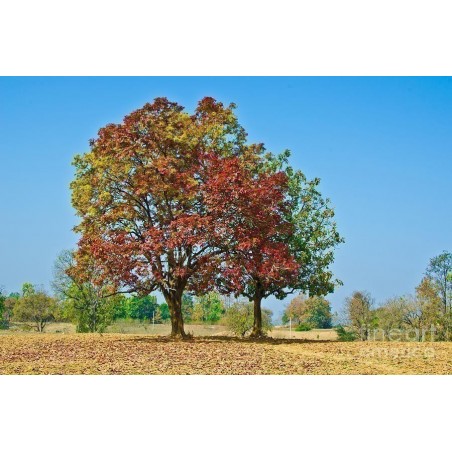 Malay lac Tree Seeds, Ceylon Oak (Schleichera oleosa) - Price €4.95