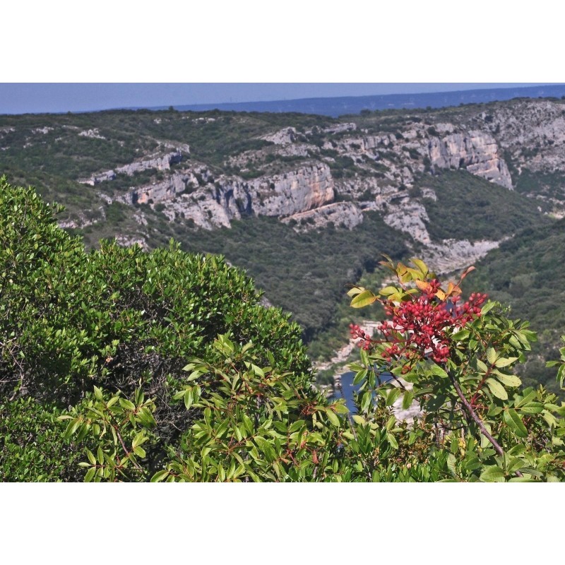 Terebinth - Turpentine Tree Seeds (Pistacia terebinthus) - Cena: €2.05