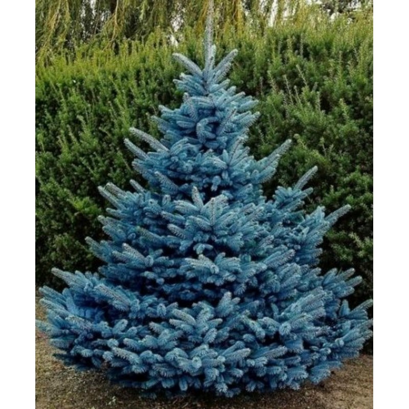 Prix : €1.95 - Graines de Épicéa Bleu, Épinette Bleue (Picea...
