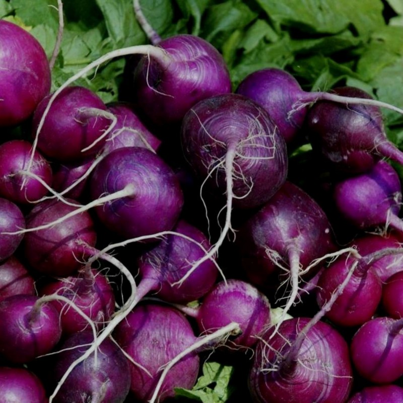 Price: €2.25 - Purple Plum Radish Seed