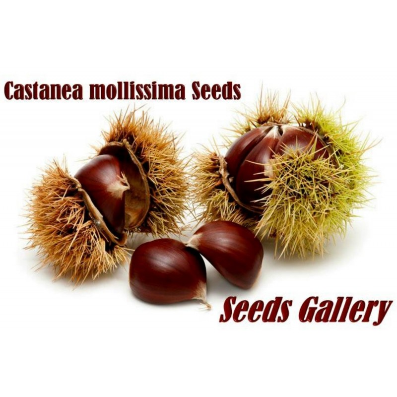 Semillas de Castaño Chino (Castanea mollissima) - Precio: €2.95