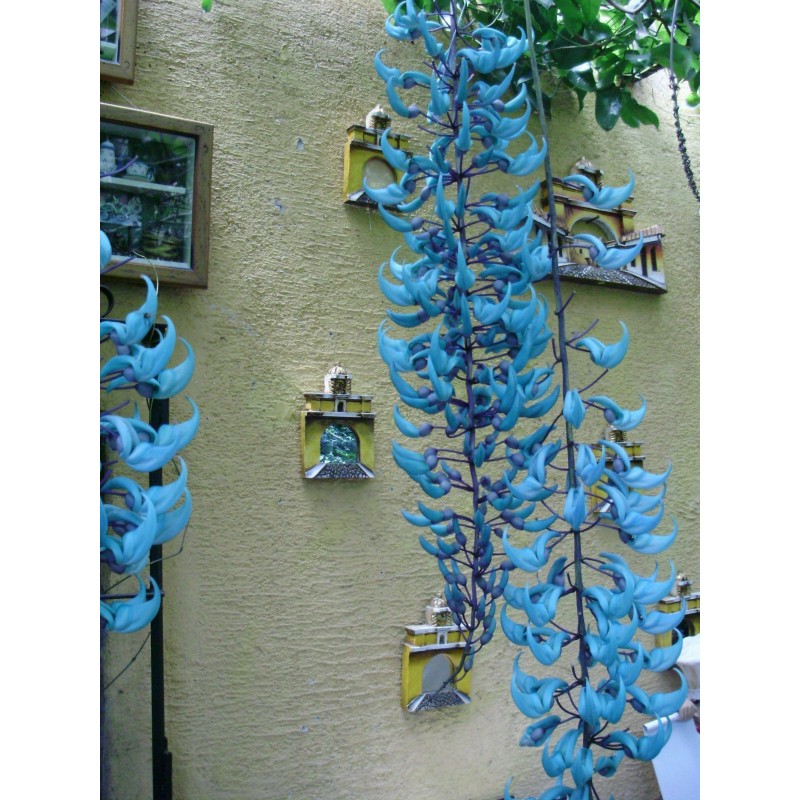Turquoise Jade Vine - Emerald Vine Seeds (Strongylodon macrobotrys) | € ...