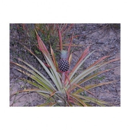 Ananas Seeds pineapple - €3.50