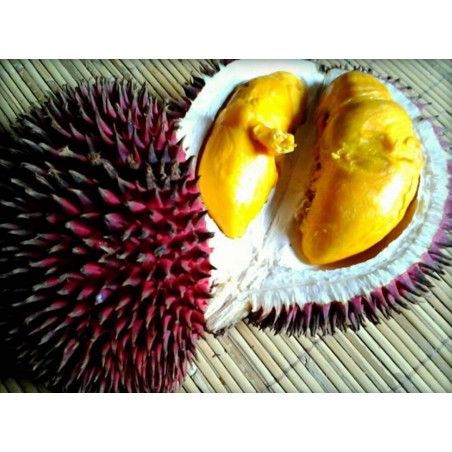 Red Durian Seeds, Durian Marangang (Durio dulcis) - Price €12.50