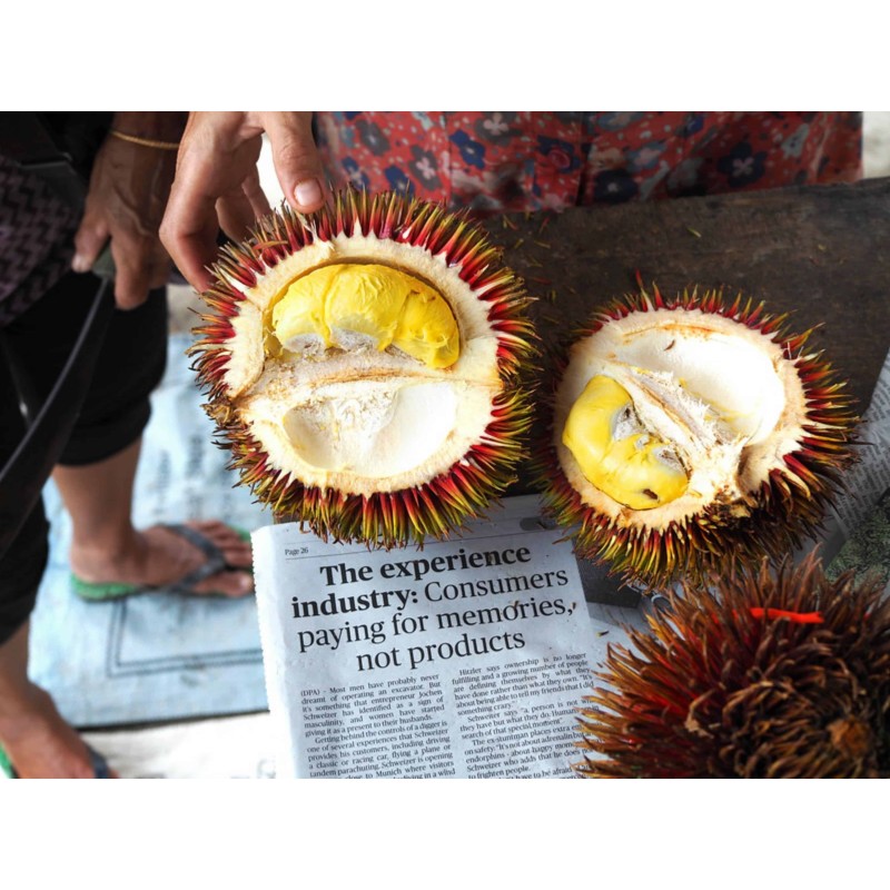 Red Durian Seeds, Durian Marangang (Durio dulcis) | €12.50🌸🌿🌱🌳🌼