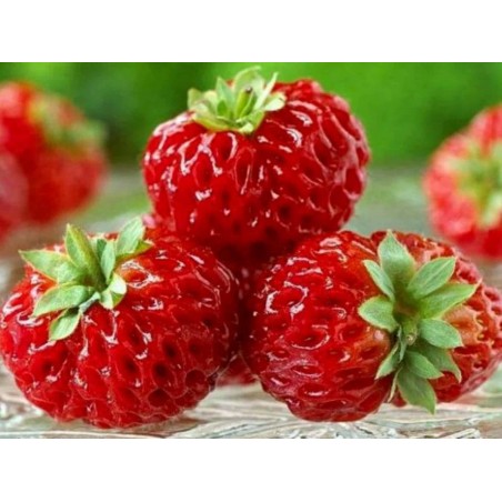 Price: €4.00 - Rare “Framberry” Strawberrie Seeds “RED DREAM”
