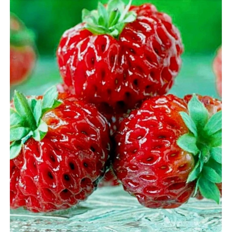 Rare “Framberry” Strawberrie Seeds “RED DREAM” | €4.00🌸🌿🌱🌳🌼