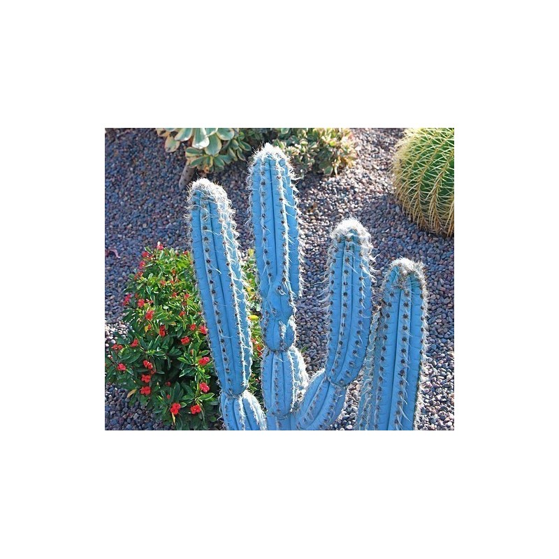 Semillas de cactus azul (Pilosocereus pachycladus) | 1,85 €🌸🌿🌱🌳🌼