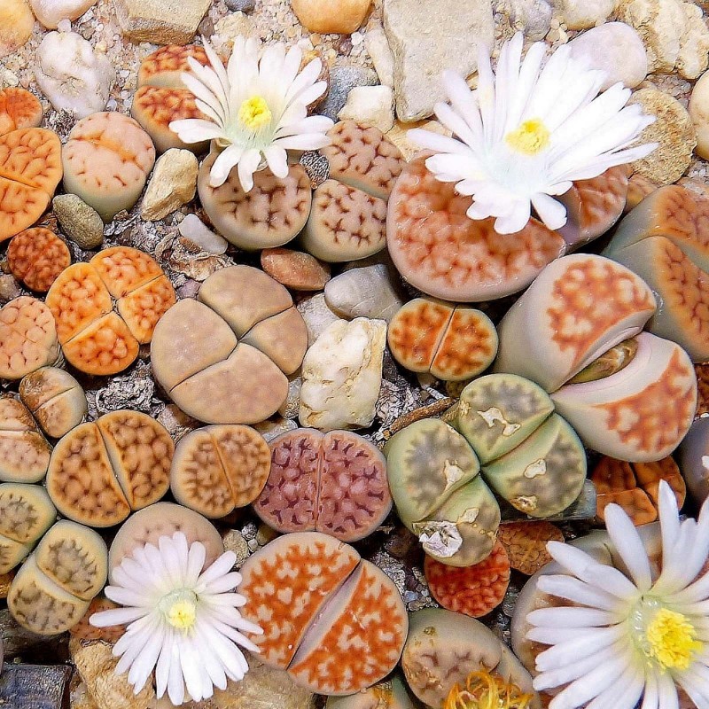 Price: €1.95 - Lithops - Living stone Seeds