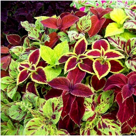 Solenostemon Seeds (coleus) Wizard Mixed Colors - Price €1.55