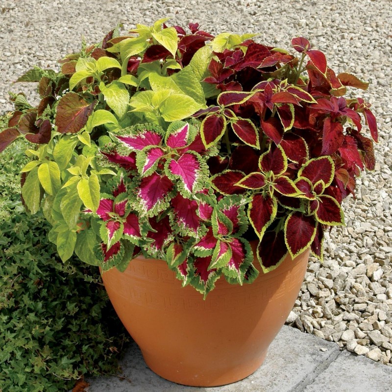 Solenostemon Seeds (coleus) Wizard Mixed Colors - Price €1.55