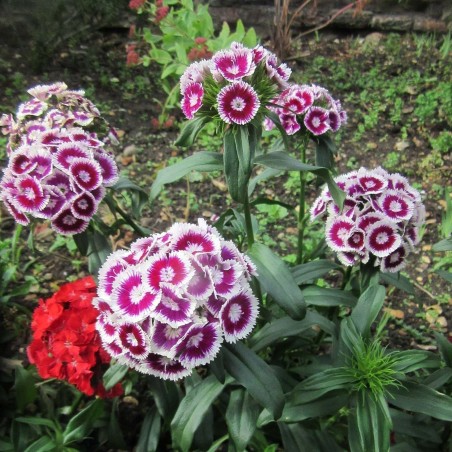 Cena: €1.85 – TURSKI KARANFIL Seme Jestivo Cvece