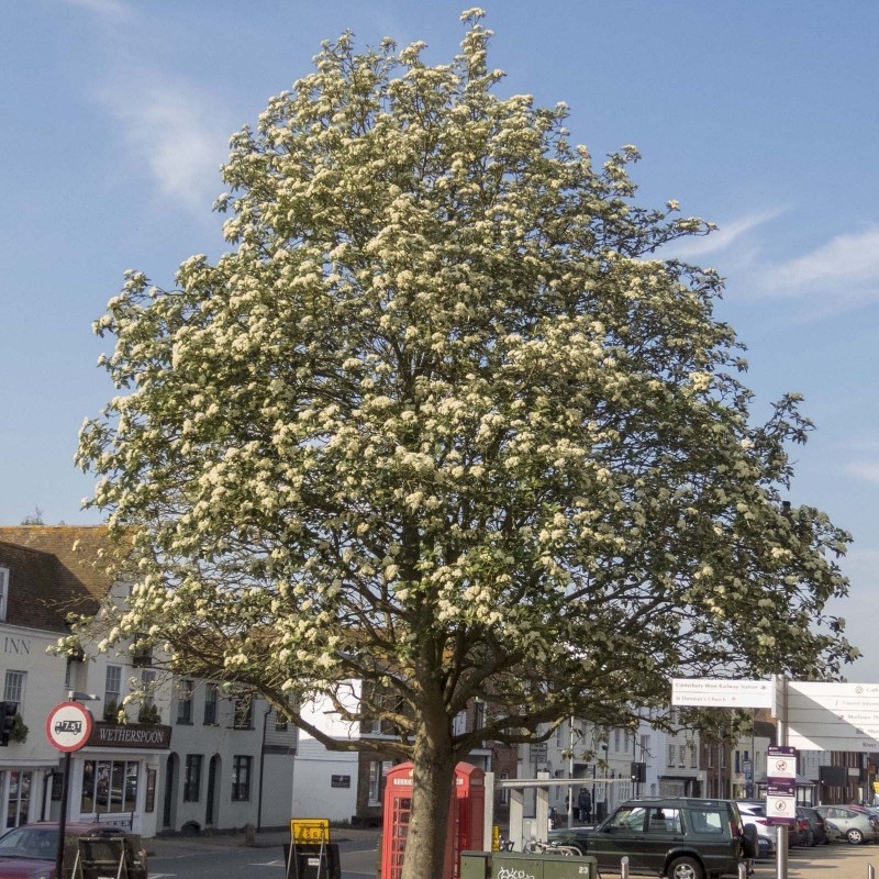 Swedish Whitebeam Seeds Bonsai (Sorbus intermedia)