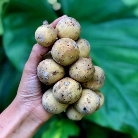 Price: €4.95 - Langsat - Lanzones Seeds (Lansium parasiticum)