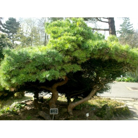 Mountain Pine Bonsai Seme - Cena €1.50