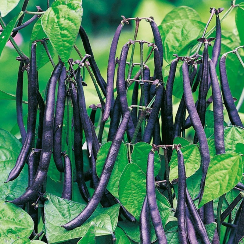 Dwarf French bean Purple Queen Seeds - Price €1.95