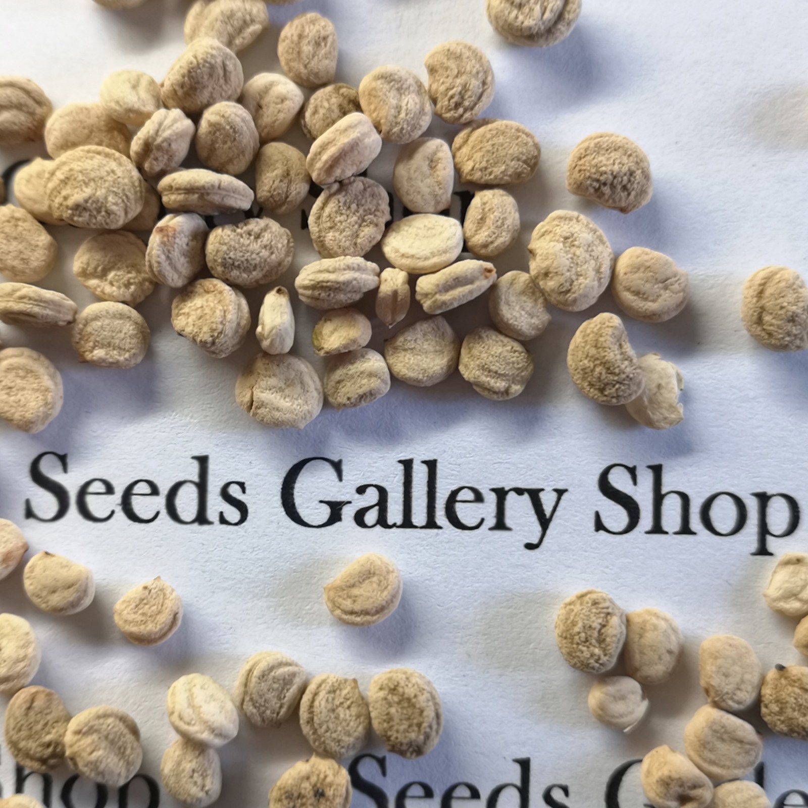 Cherry Plum Seeds (Prunus cerasifera)