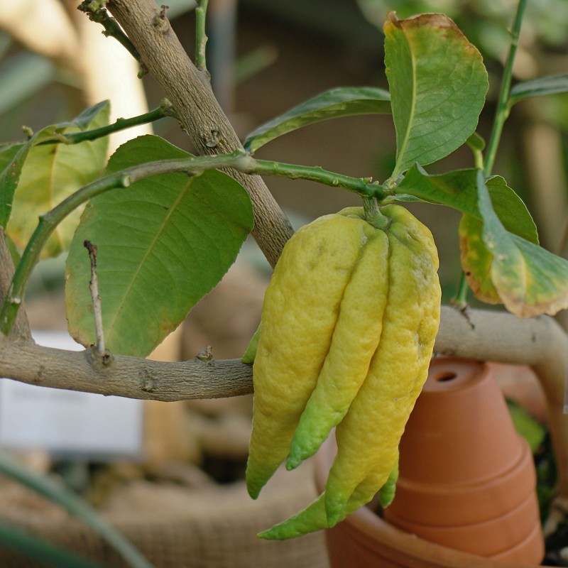 Semillas de Mano de Buda (Citrus medica var. sarcodactylis) | 2,50 €🌸🌿🌱🌳🌼