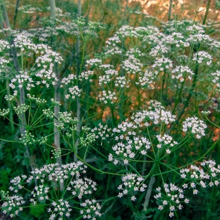 Semi di L'anice comune (Pimpinella anisum) - Prezzo €2.25