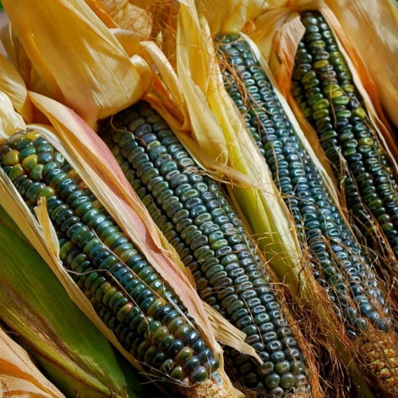 Semillas de Maiz Verde de Oaxaca - Precio: €1.95